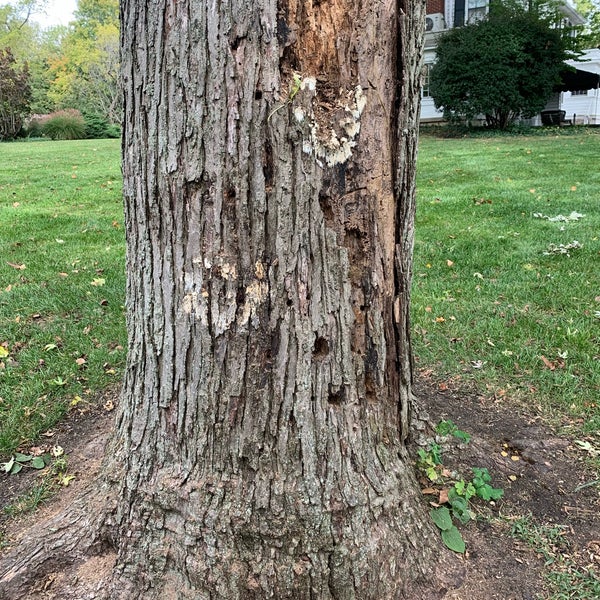 Shafor Park - 3 tips