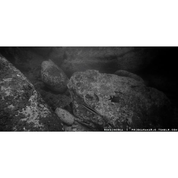 Blue Fish Point - Sydney Harbour National Park