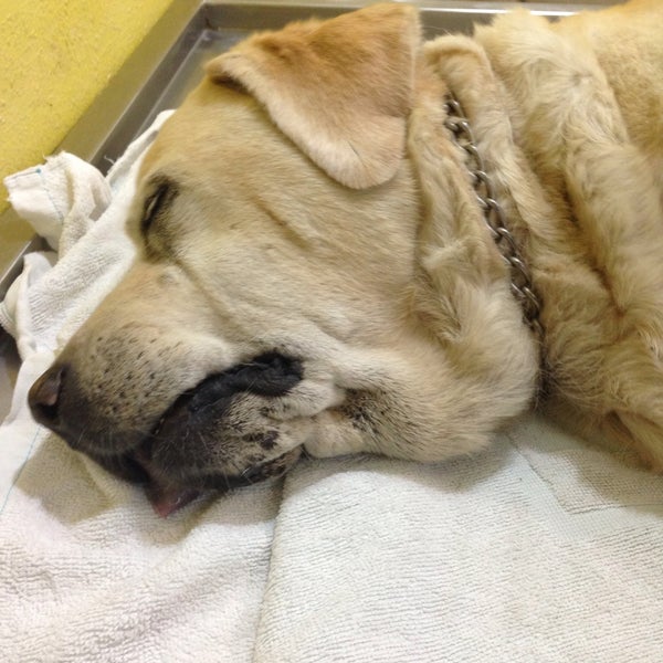 Photos at Gasing Veterinary Hospital - Veterinarian in Petaling Jaya