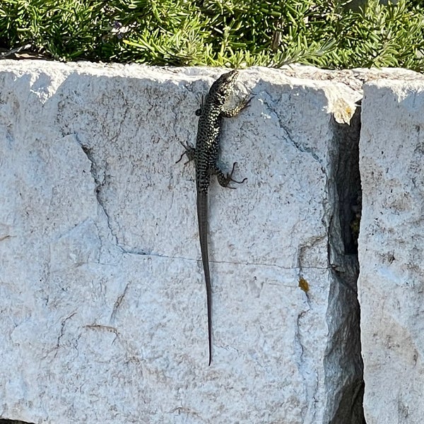 Plaža Fiesa - Piran, Piran