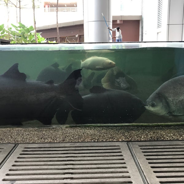 Fish Pond | Changi General Hospital - Lake in Tampines