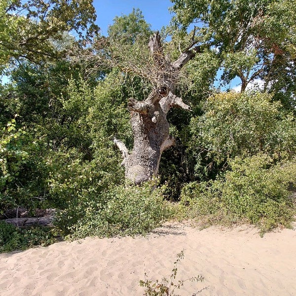 Pădurea Letea - Letea