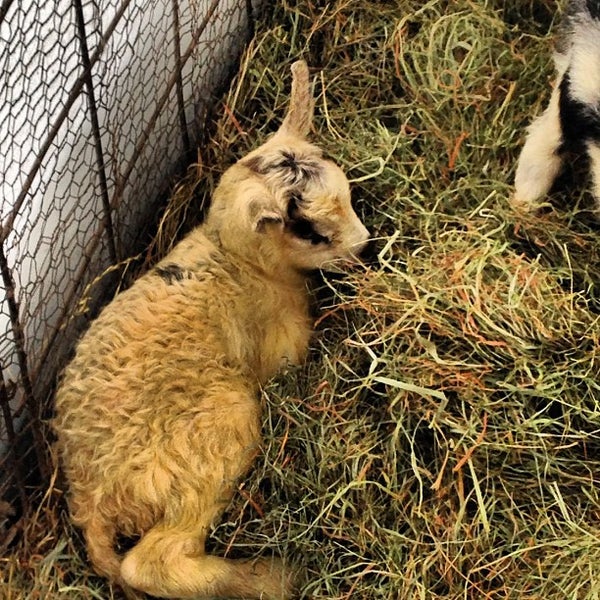 Fat Toad Farm - 1 tip