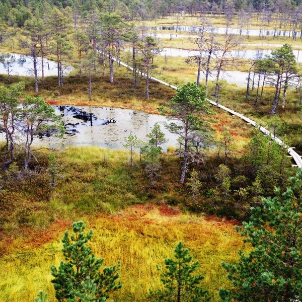 Viru raba - Nature Preserve in Kolga