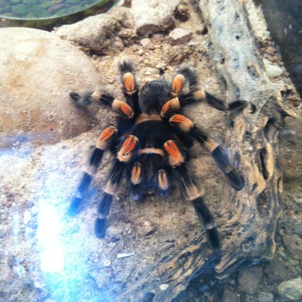 Insect Zoo at Smithsonian National Museum of Natural History - Science ...