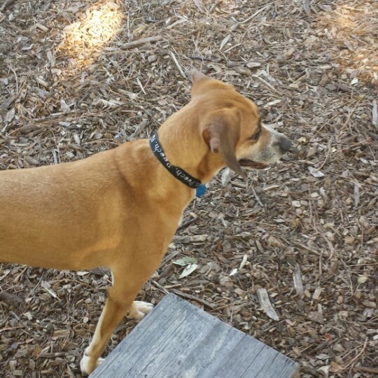 Rowlett Park (Dog park) - 5 tips from 150 visitors