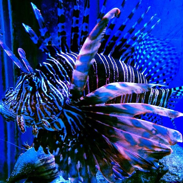 Gulfarium Marine Adventure Park - Theme Parks