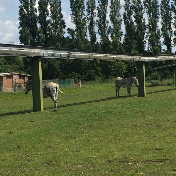 Photos at Zebra Enclosure - Zoo Exhibit in Chester
