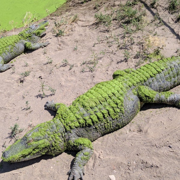 Gator Farm - 6 tips from 231 visitors