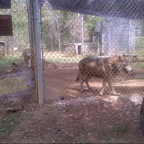 Saint Francis Wolf Sanctuary - Montgomery, TX