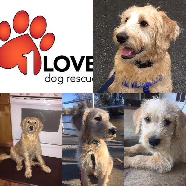 1 Love Dog Rescue - Loomis, CA