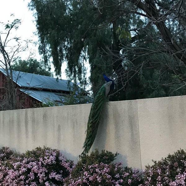 Paddison Farm - 2 tips