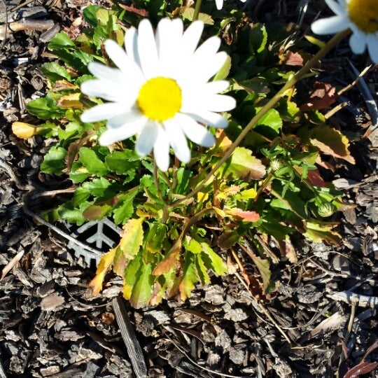 rigel pharmaceuticals - Office