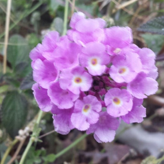 rigel pharmaceuticals - Office