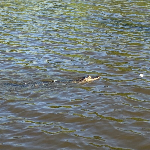 Bayou Segnette State Park - State or Provincial Park in Westwego