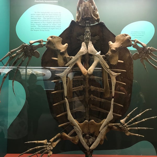Photos at Osteology: Hall of Bones - Smithsonian's National Museum Of ...