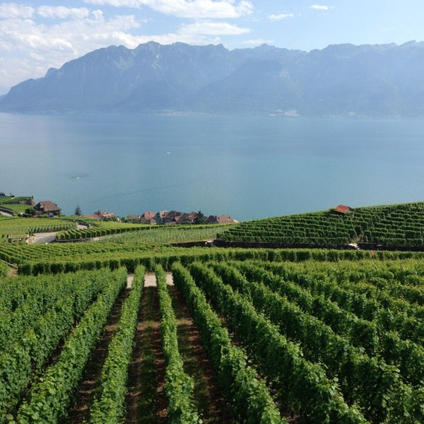 Lavaux Vignoble en Terrasses | Lavaux Vineyard Terraces - 12 tips