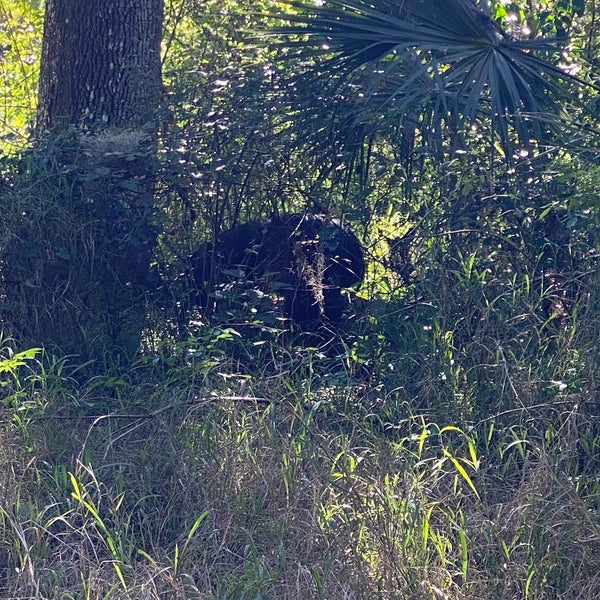 Circle B Bar Reserve - Lakeland, FL