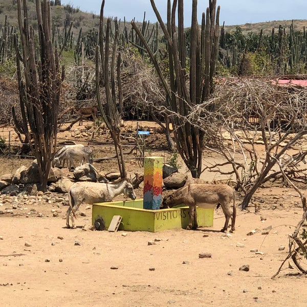 Donkey Sanctuary Aruba - Farm