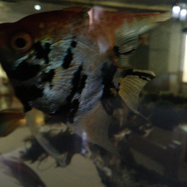 Freshwater Angelfish Swollen Lips | Lipstutorial.org