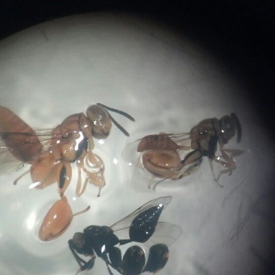 Insect Zoo at Smithsonian National Museum of Natural History - Science ...