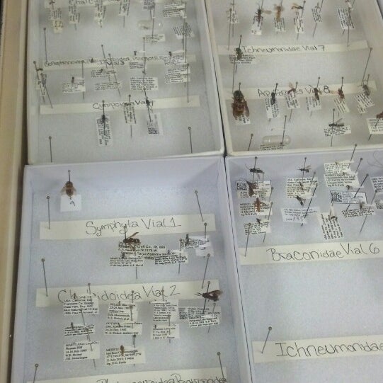 Insect Zoo at Smithsonian National Museum of Natural History - Science ...