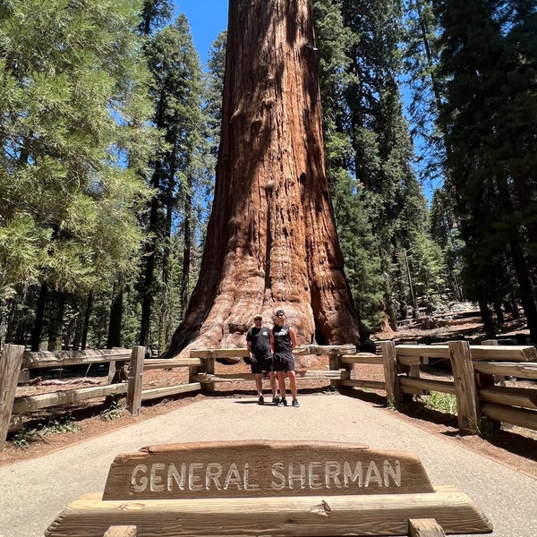 General Sherman Tree Comparison