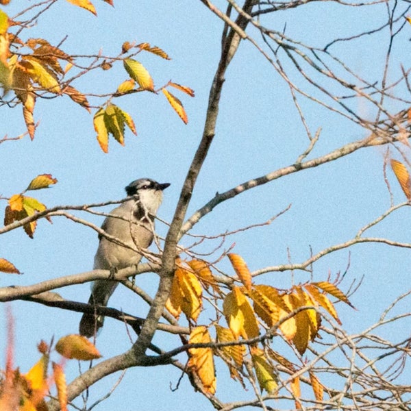 Crothers' Woods - Hiking Trail in Toronto