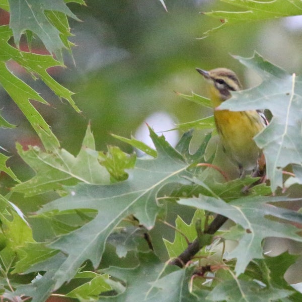 Crothers' Woods - Hiking Trail in Toronto