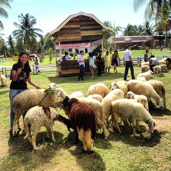 Pattaya Sheep Farm - Farm