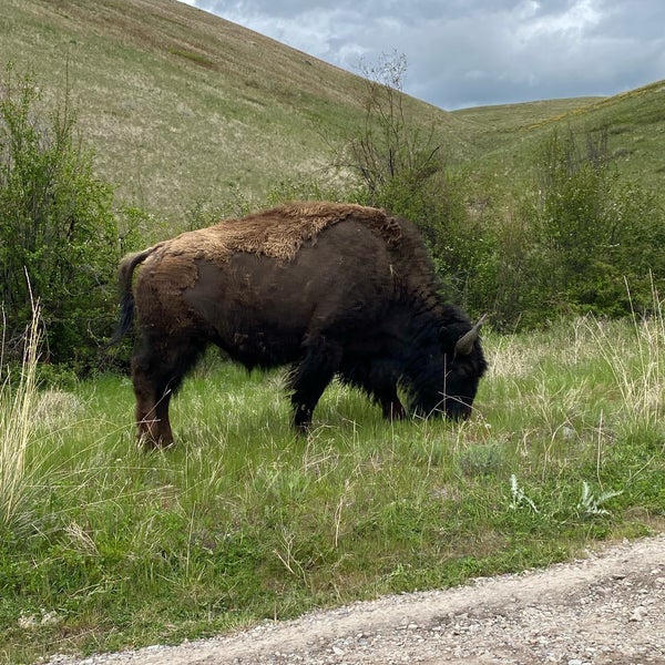 National Bison Range - Nature Preserve