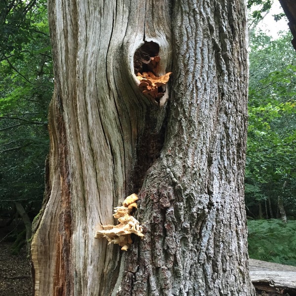 New Forest National Park - 20 tips from 2040 visitors