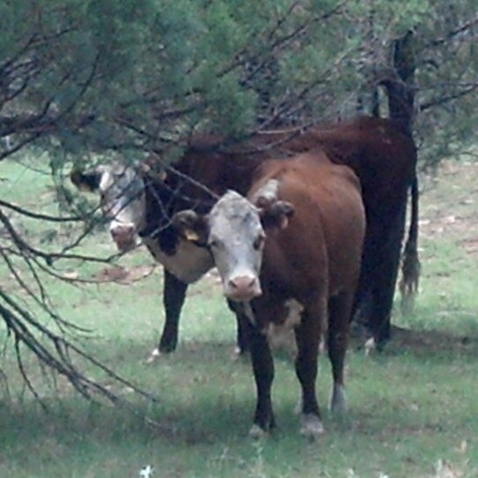 stinky cows - Wellton, AZ