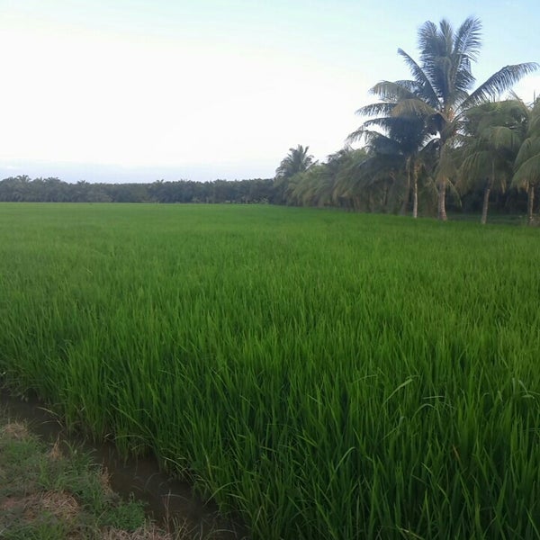 Paddy Field - Sungai Rambai, Melaka