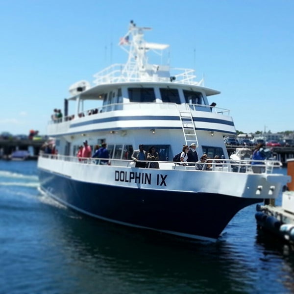 Dolphin Fleet Whale Watch - 21 tips from 1441 visitors