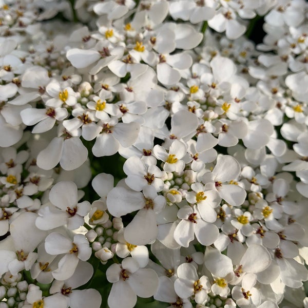 Fred Meyer - Tumwater, WA