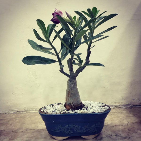 DC Chowk - Sector 9, Rohini