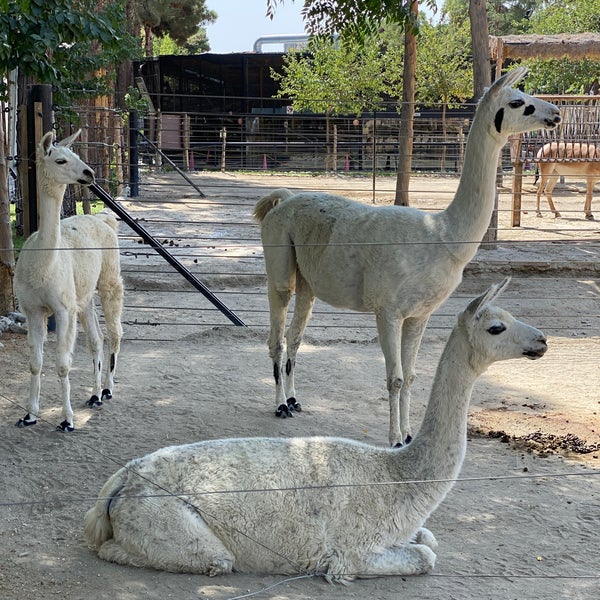 Photos at Tehran Zoo | باغ وحش تهران - منطقه ۵ - Eram Park