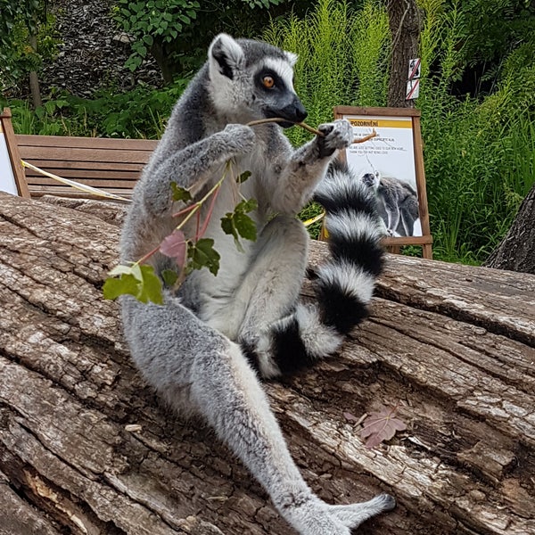 Zoo Praha - Praha-Troja - Praha, Hlavní město Praha