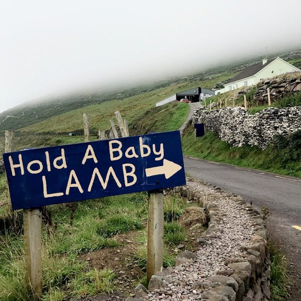 Hold A Baby Lamb And Beehive Huts - 68 visitors