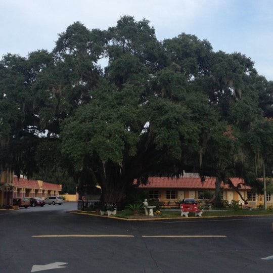 Photos at The Old Senator Tree - Tree