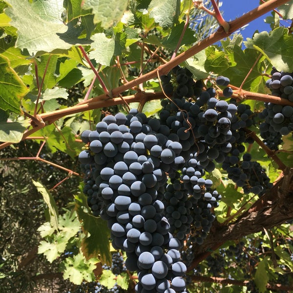 Tudal Winery - 3 tips from 258 visitors