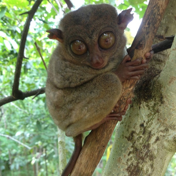Tarsier Conservation Area - 23 tips