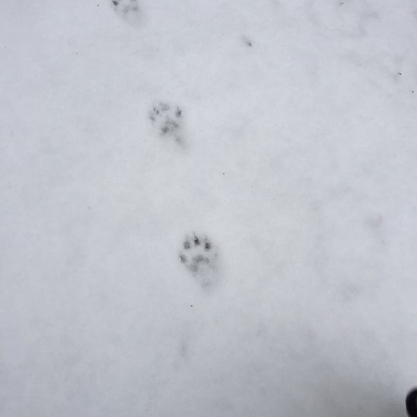 Fort Dummer State Park - Campground in Brattleboro