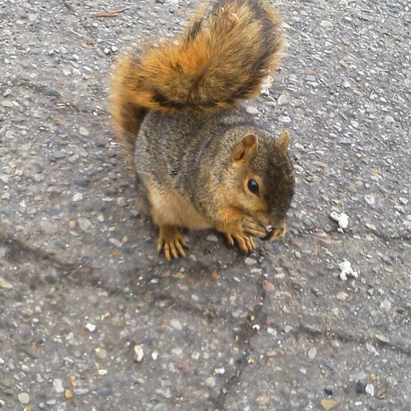 Scidmore Park & Petting Zoo - Park in Three Rivers