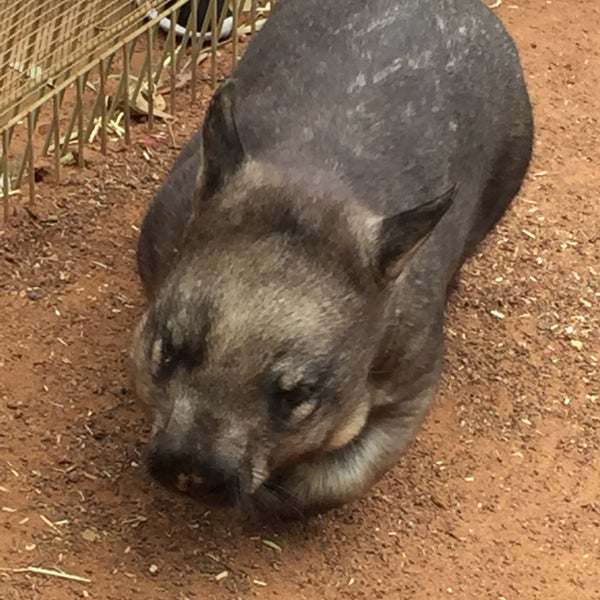 Wombat Enclosure - Zoo Exhibit in Doonside