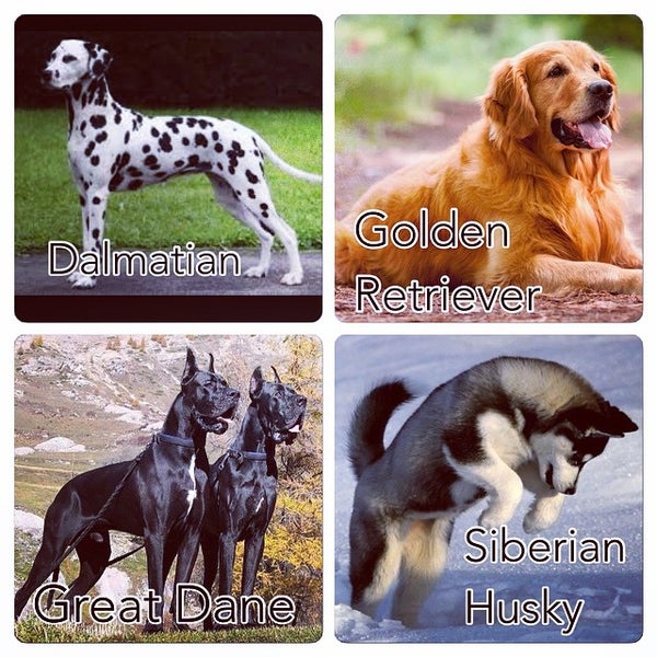 TNB PJ State - Pj state