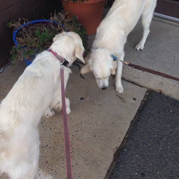 Dogs All Day - 4 tips