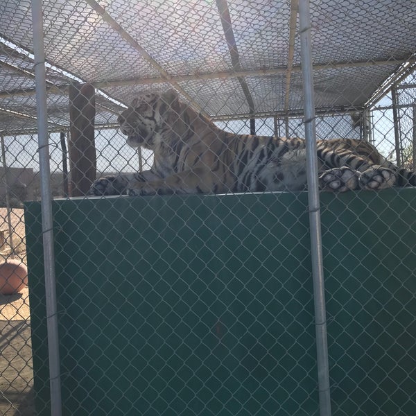 Photos at Exotic Feline Breeding Compound's Feline Conservation Center ...