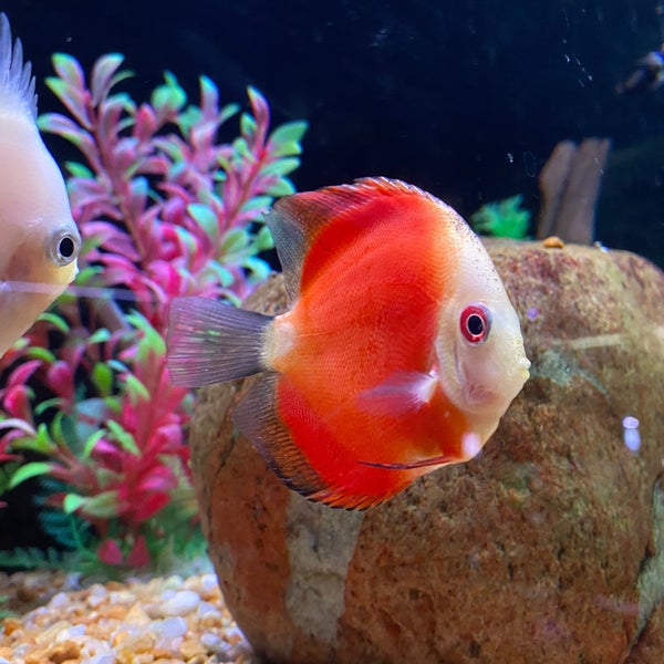 Aquarium Adventure & PetLand - Pet Supplies Store